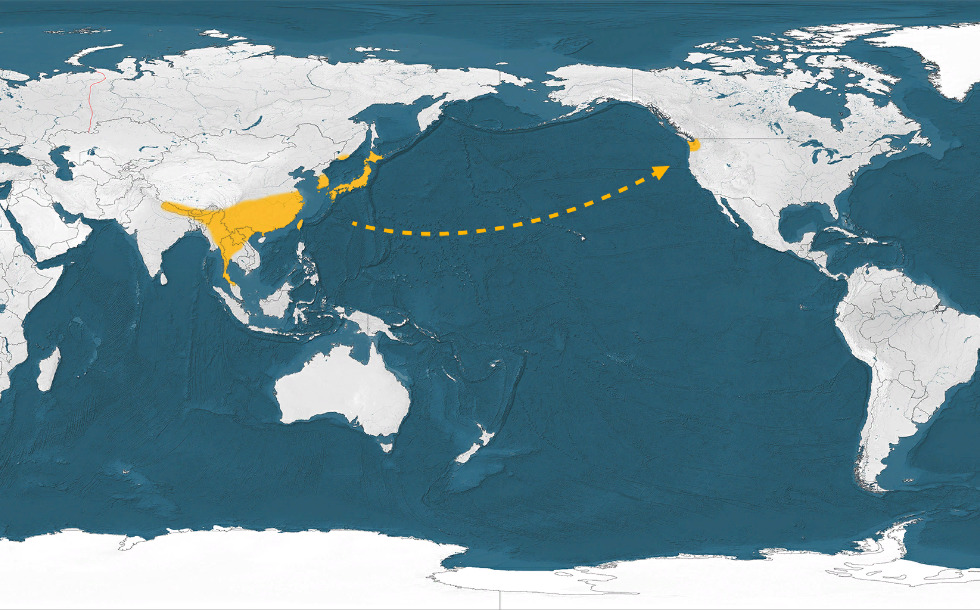 Азийн том шар зөгий - 3D үзэгдэл - MN Mozaik цахим боловсрол ба сургалт