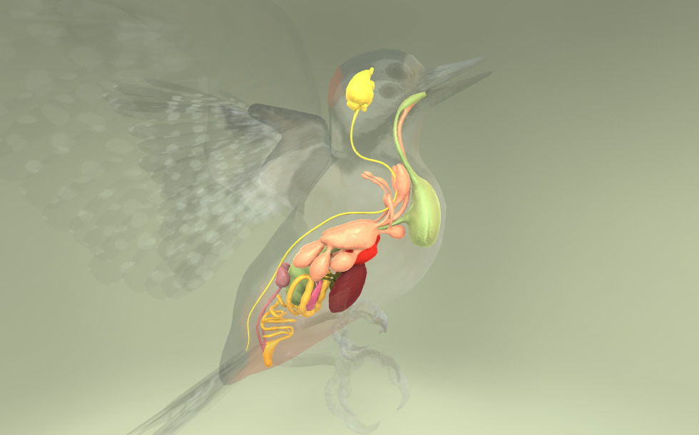 Алаг тоншуул - 3D үзэгдэл - MN Mozaik цахим боловсрол ба сургалт