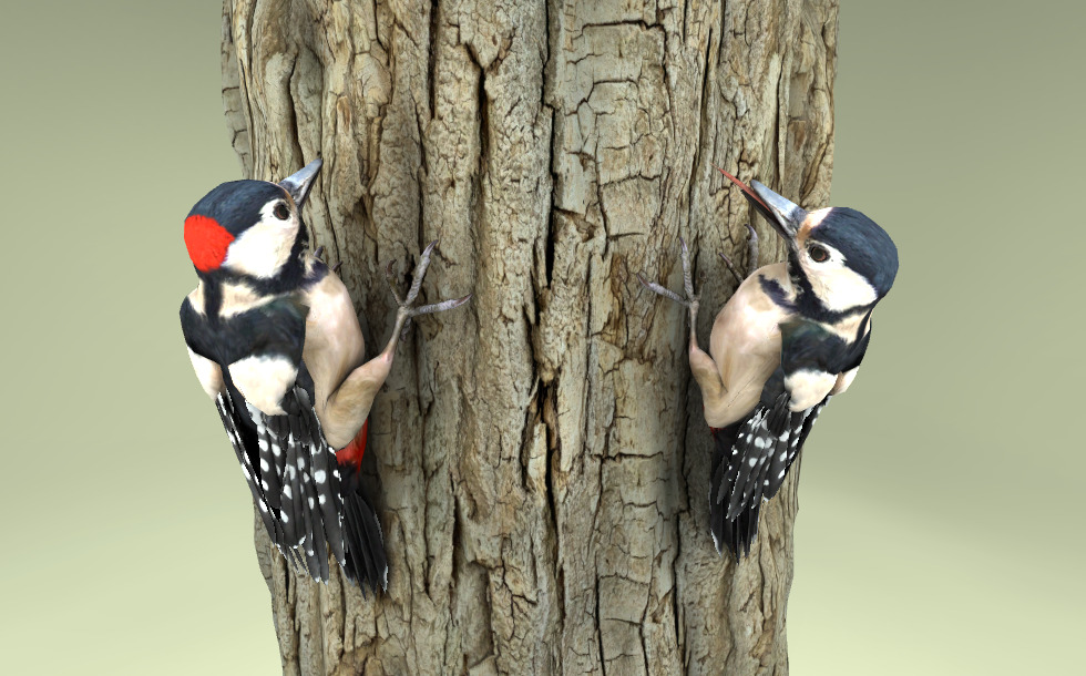 Алаг тоншуул - 3D үзэгдэл - MN Mozaik цахим боловсрол ба сургалт