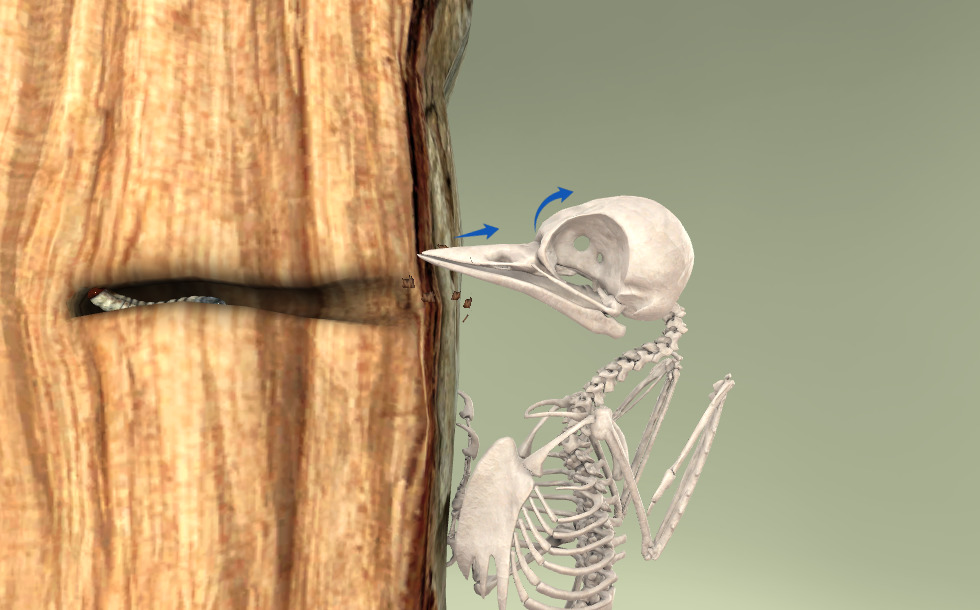 Алаг тоншуул - 3D үзэгдэл - MN Mozaik цахим боловсрол ба сургалт