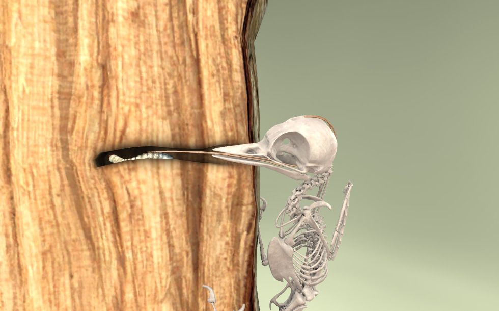 Алаг тоншуул - 3D үзэгдэл - MN Mozaik цахим боловсрол ба сургалт