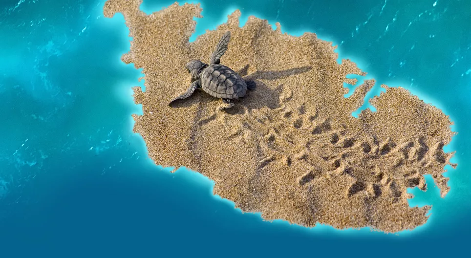 Explore the wildlife of Malta - Цахим хичээлүүд - MN Mozaik цахим ...