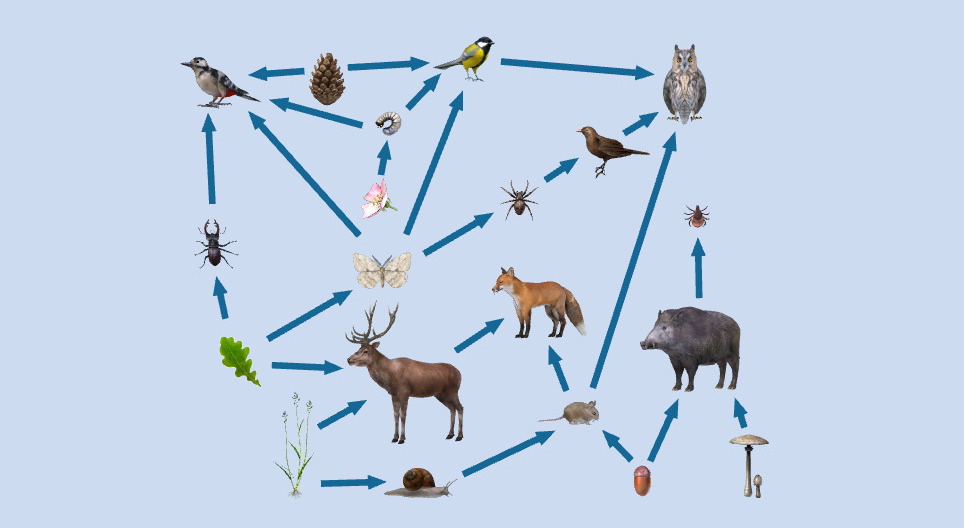 Идэш тэжээлийн хэлхээ - 3D үзэгдэл - MN Mozaik цахим боловсрол ба сургалт