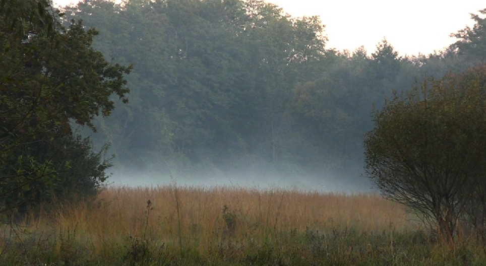Fog - видео - MN Mozaik цахим боловсрол ба сургалт
